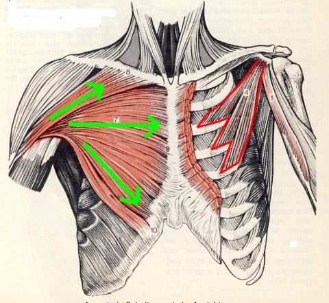 gibt es einen unteren und oberen Brustmuskel??? (Brustmuskulatur)