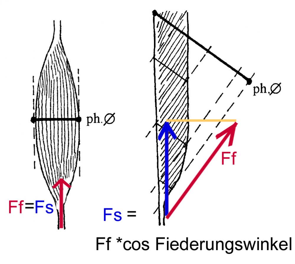 Physiologischer Muskelquerschnitt (Krafttraining, Muskeln, Physiologie)
